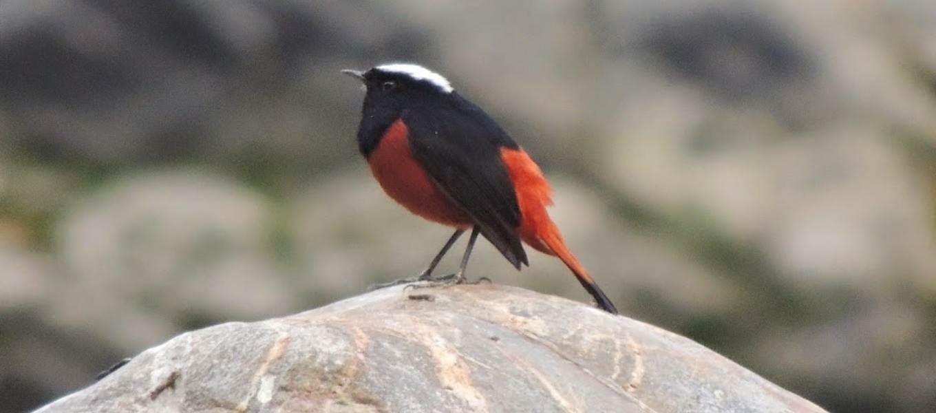 Sikkim Bird Watching Tour - Yala Adventure
